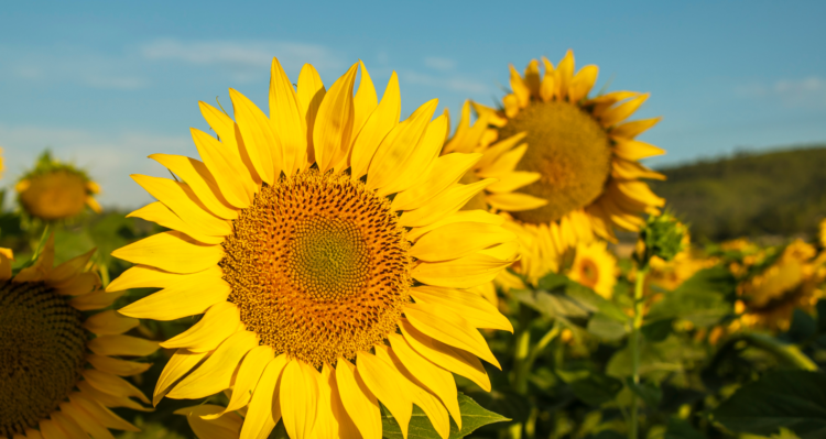 Solros – Gustafslunds Handelsträdgård