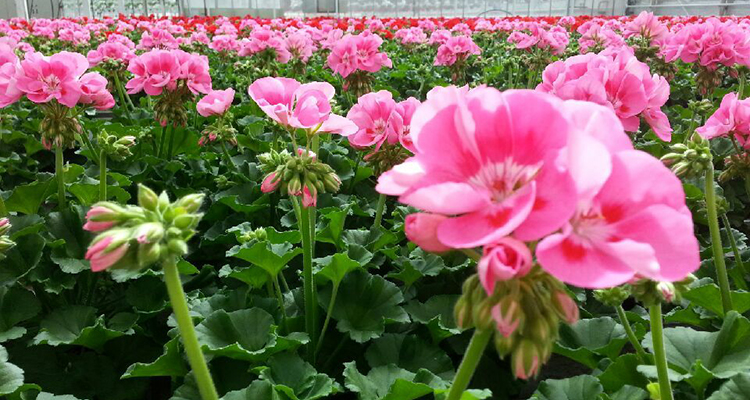 Pelargon – Gustafslunds Handelsträdgård